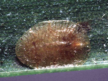 Bromeliad Biota - Pests - Scale Insects - Non-armored scales