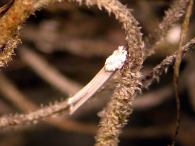 Bromeliad Biota - Pests - Scale Insects - Non-armored scales