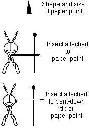 Florida 4-H Bug Club - Bug Bytes: Learn About Insects
