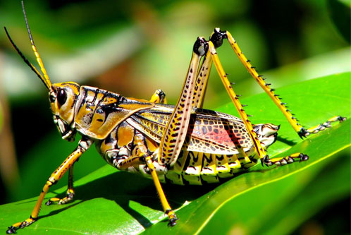 Florida 4-H Bug Club - Bug Diversity Study Guide